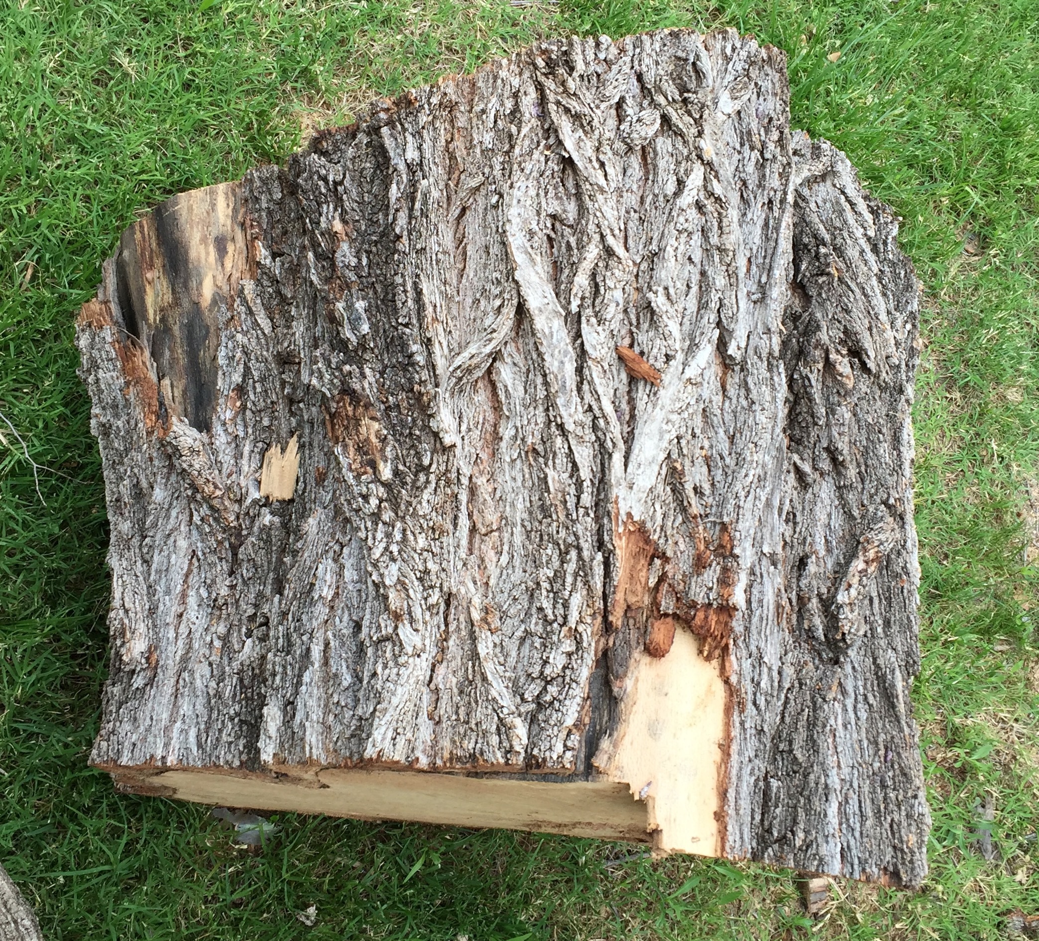 Tree Stumps for black smithing - Woodshop - Dallas Makerspace Talk